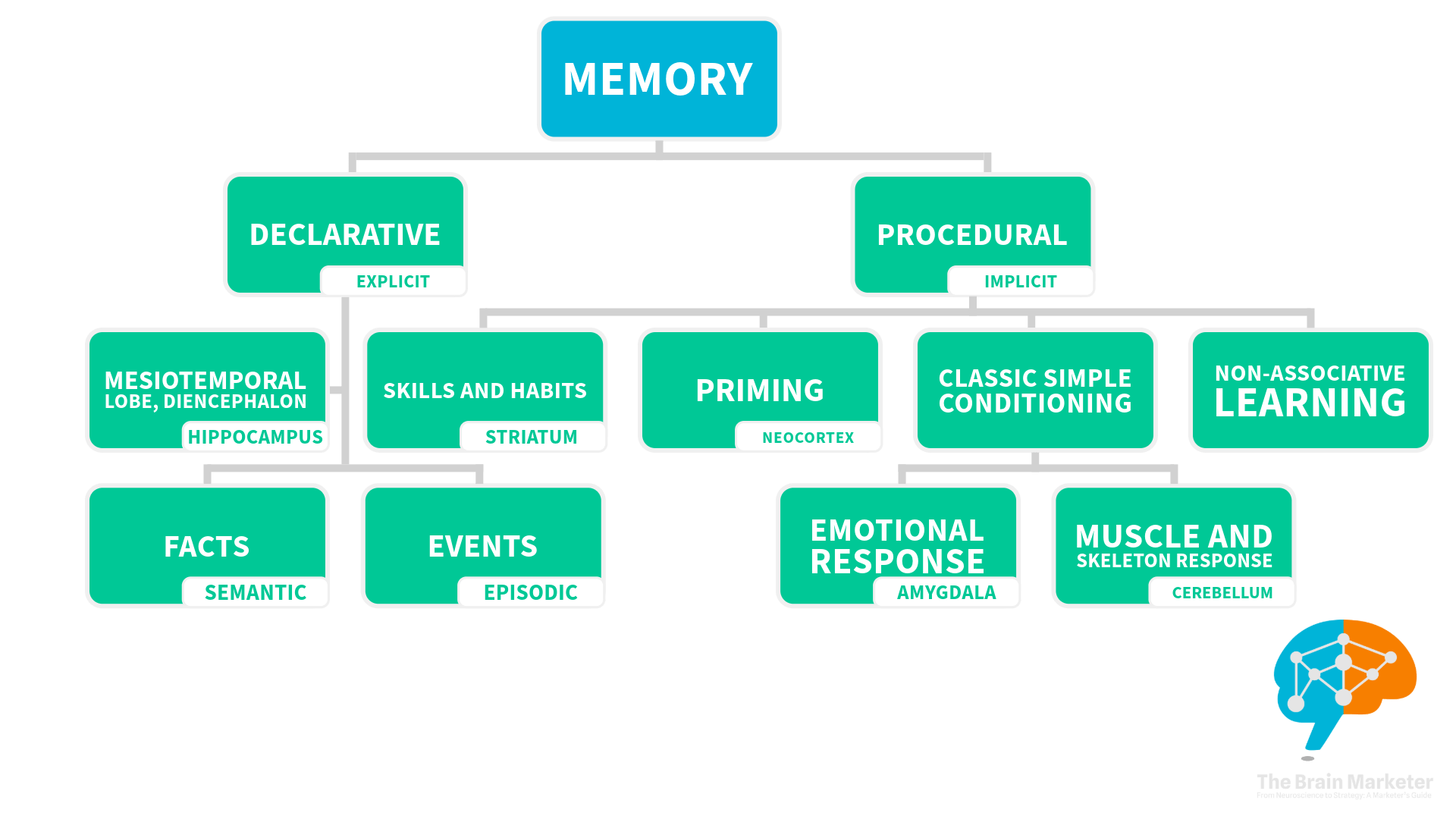 Understanding Memory: How Cognitive Processes Shape Consumer Behavior - The Brain Marketer
